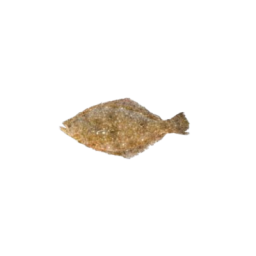 Live Flounder - wholesale | Find Korean Other Fish Suppliers on BuyKOREA