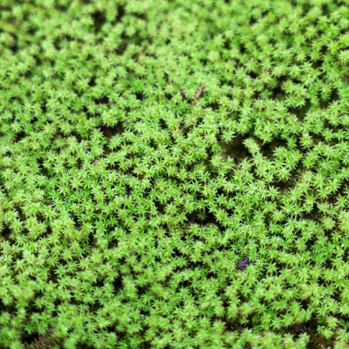 Frost Moss - wholesale | Find Korean Plant & Tree Suppliers on BuyKOREA